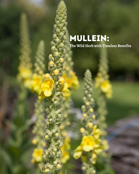 Mullein: The Wild Herb with Timeless Benefits – Wildly Botanical