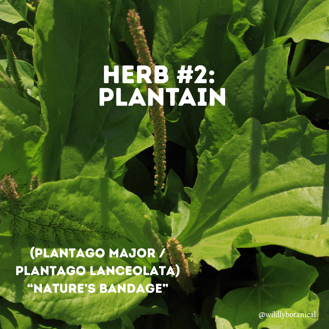 🌿 Plantain: The Humble Herb That Heals 🌿 – Wildly Botanical